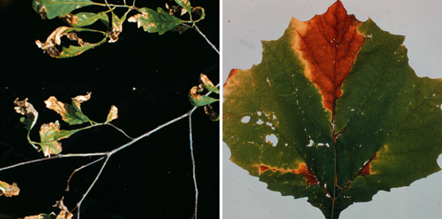 Anthracnose | Plant Disease Diagnostics Clinic