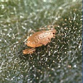 Adult_Green_Peach_Aphid_and_Nymph | Plant Disease Diagnostics Clinic
