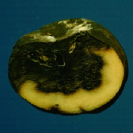 Bacterial Soft Rot | Plant Disease Diagnostics Clinic