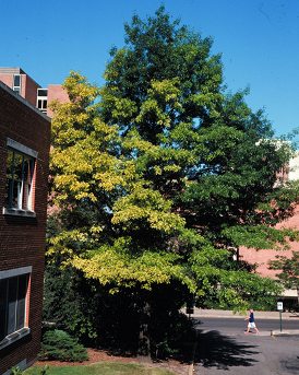 Chlorosis | Plant Disease Diagnostics Clinic
