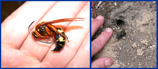 Cicada_Killer_Wasps | Plant Disease Diagnostics Clinic
