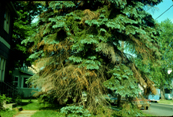 Conifer-Cytospora_Canker | Plant Disease Diagnostics Clinic