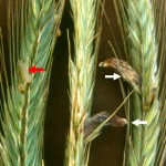 Ergot | Plant Disease Diagnostics Clinic