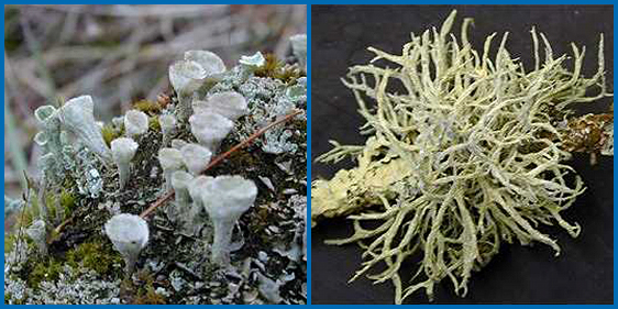 Lichens | Plant Disease Diagnostics Clinic