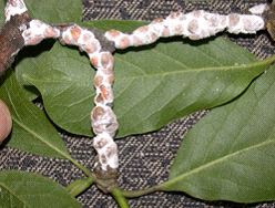 Magnolia_Scale | Plant Disease Diagnostics Clinic