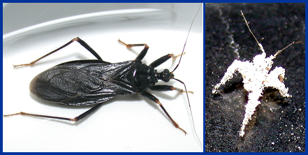 Masked_Hunter_Bug | Plant Disease Diagnostics Clinic