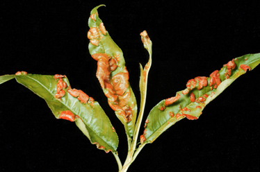 Peach Leaf Curl | Plant Disease Diagnostics Clinic