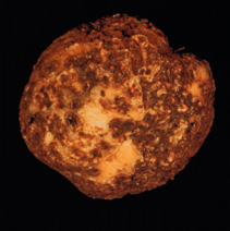 Potato Scab | Plant Disease Diagnostics Clinic