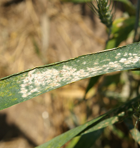 Powdery Mildew of Wheat | Plant Disease Diagnostics Clinic
