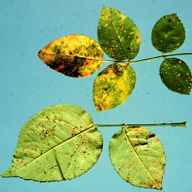 Rose Rust | Plant Disease Diagnostics Clinic