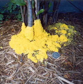Slime_Molds | Plant Disease Diagnostics Clinic
