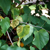 September: Off to the Races: The Vascular Wilt Triple Crown | Plant ...