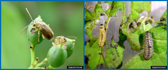 Viburnum_Leaf_Beetle_1 | Plant Disease Diagnostics Clinic