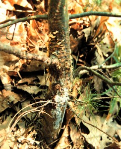 White Pine Blister Rust | Plant Disease Diagnostics Clinic