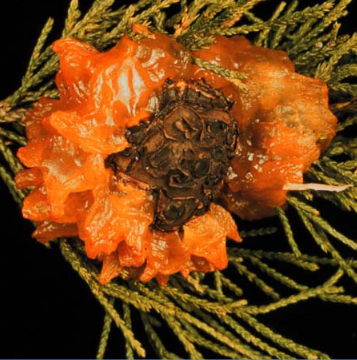 CedarAppleRustJuniper | Plant Disease Diagnostics Clinic