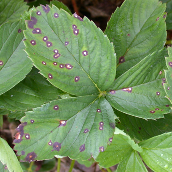 Common Leaf Spot of Strawberry | Plant Disease Diagnostics Clinic