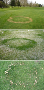 Fairy Rings | Plant Disease Diagnostics Clinic