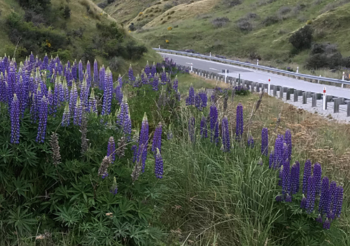 Invasive_Lupine | Plant Disease Diagnostics Clinic