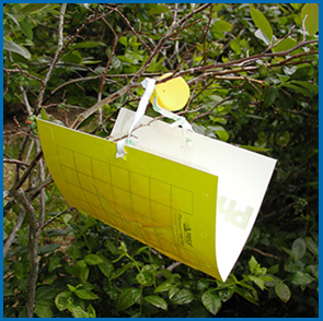 Blueberry-Maggot-Trap | Plant Disease Diagnostics Clinic