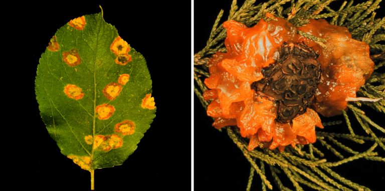 Gymnosporangium Rusts | Plant Disease Diagnostics Clinic
