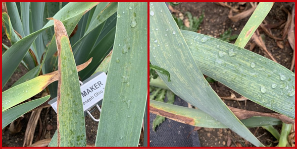 Iris Severe Mosaic | Plant Disease Diagnostics Clinic